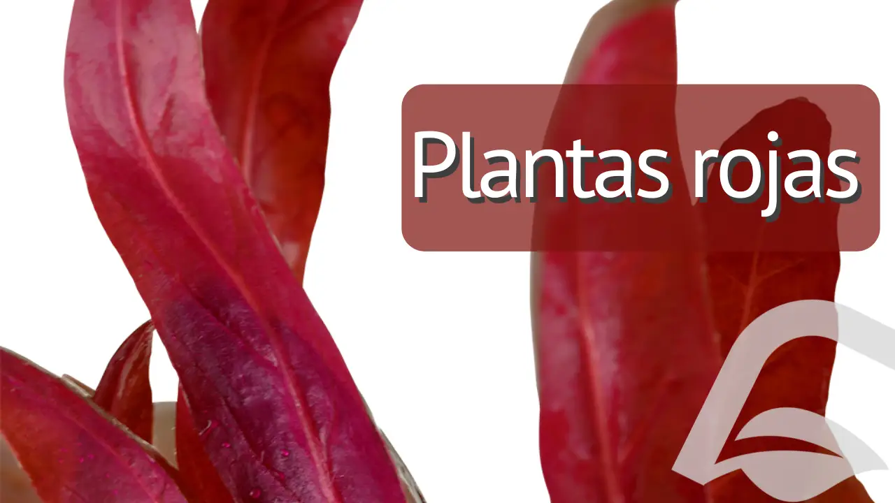 Las plantas rojas en los acuarios plantados | Guía de cuidados