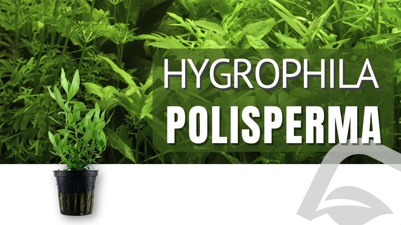 Hygrophila Polysperma: Una planta "todo terreno" - Blog NA