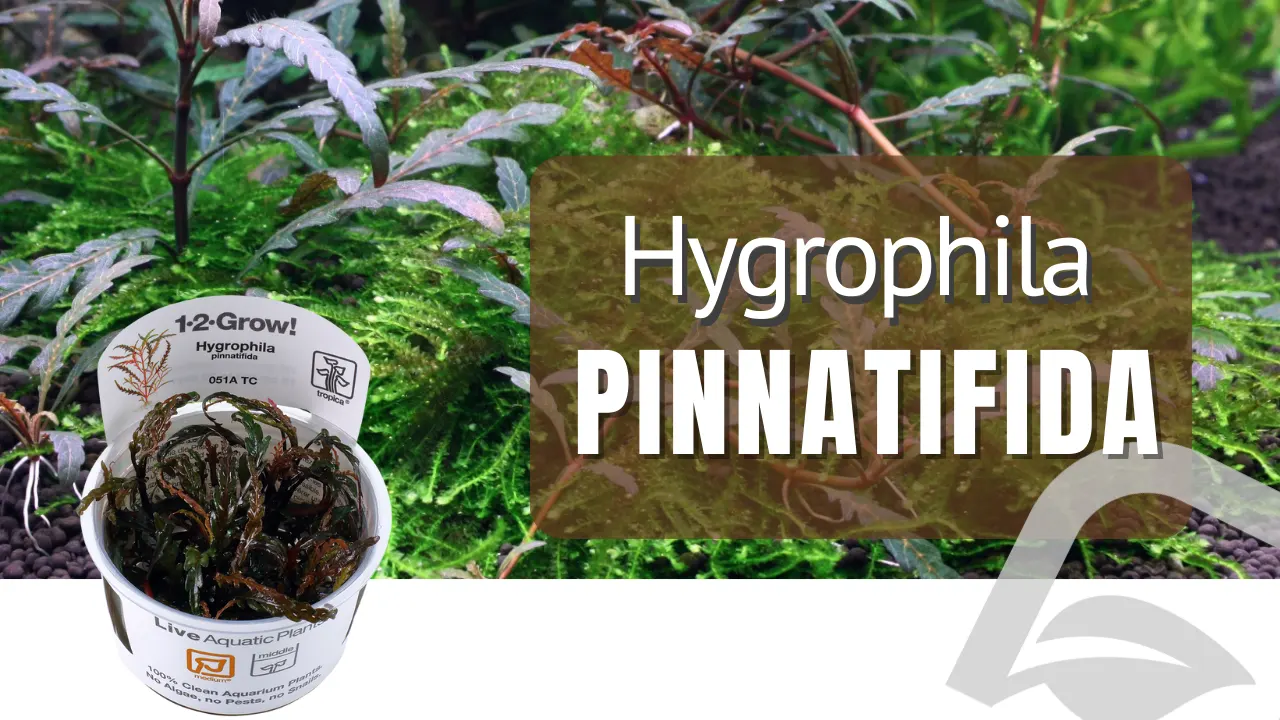 Guía Hygrophila pinnatifida | Cultivo, cuidados y características