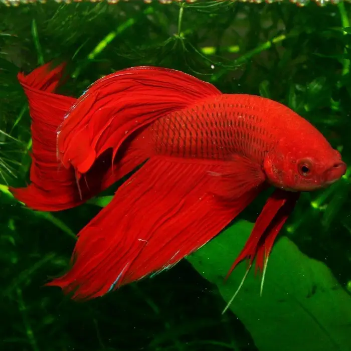 Pez Betta Macho Splendens Rojo - Tienda de Acuarios Online | NA