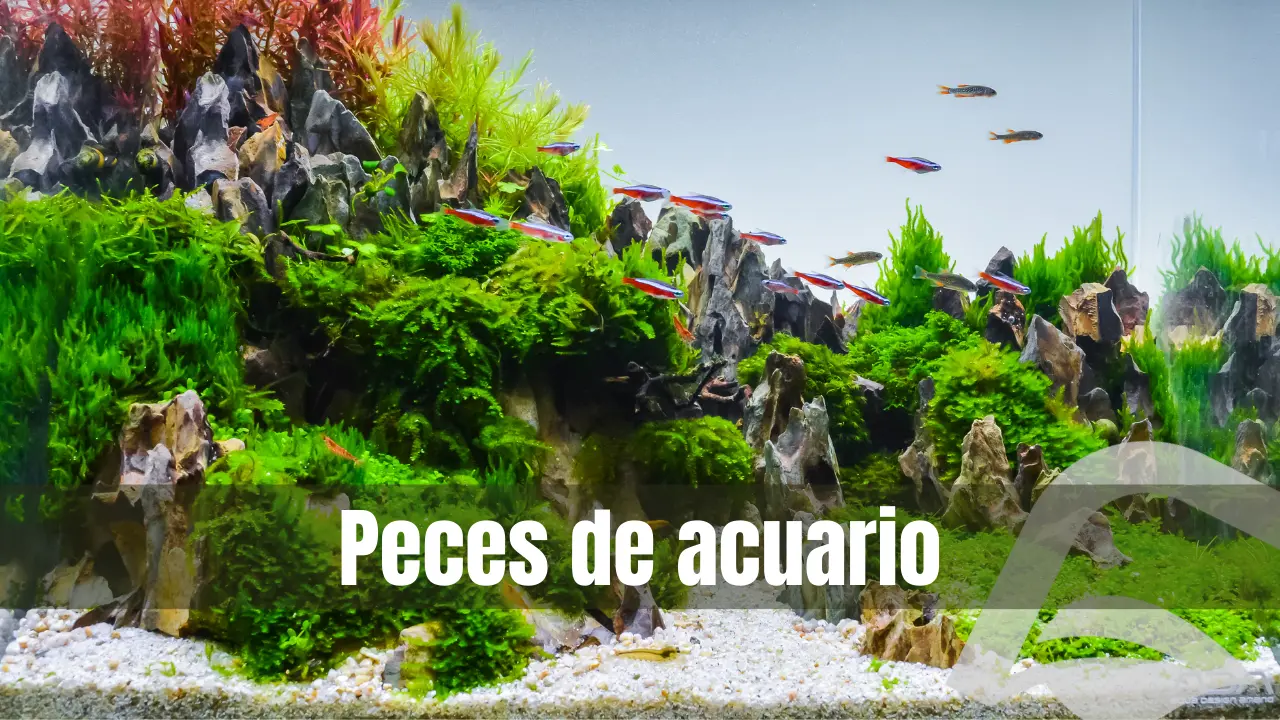 Plantas De Agua Dulce Peces 💥REPRODUCCIÓN / CRIA De PECES En Agua