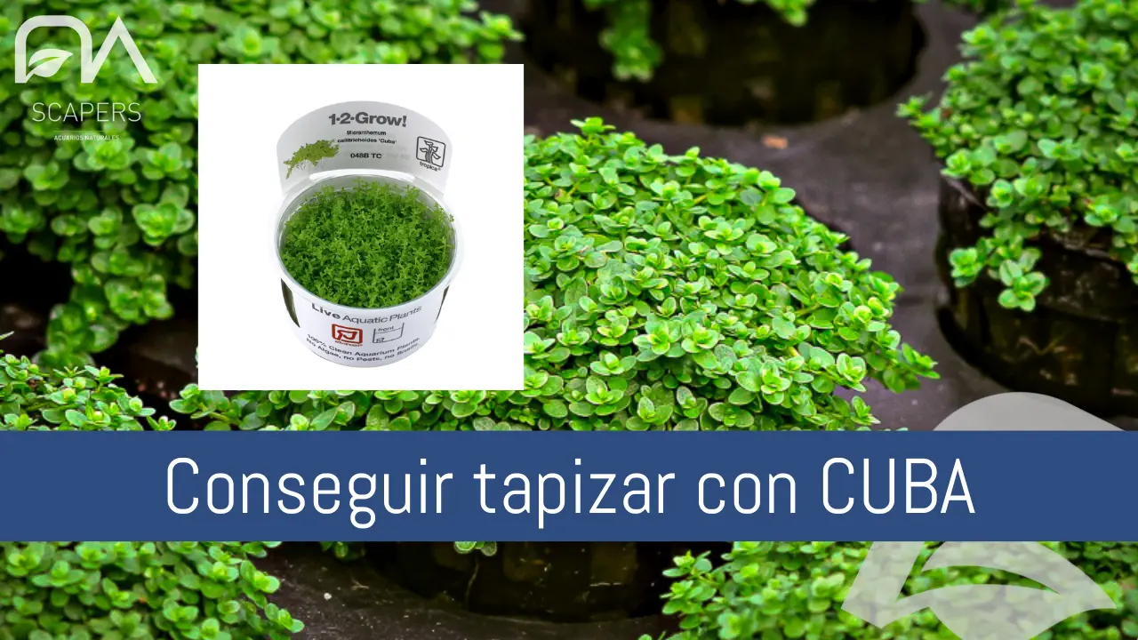 Requisitos para conseguir un TAPIZ denso con CUBA | NAscapers