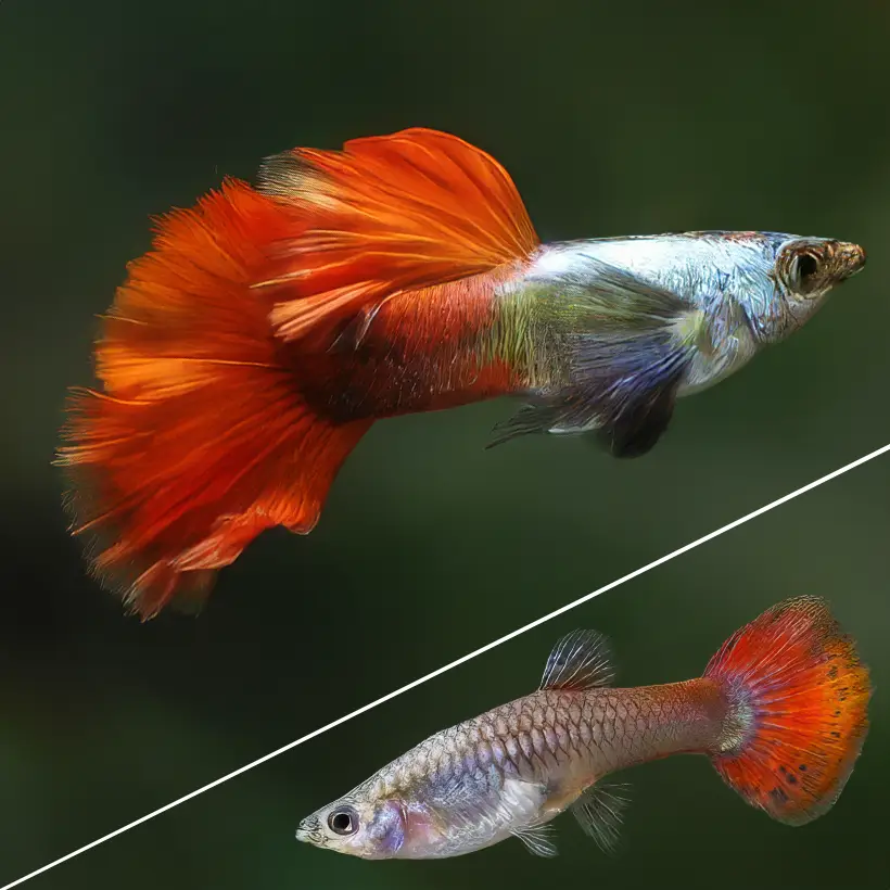 Guppy Dumbo Red Saphire | Lebistes reticulatus PAREJA - NA