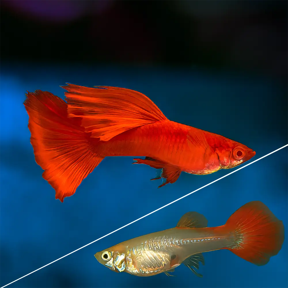Guppy Full Red Premium | Lebistes reticulatus PAREJA
