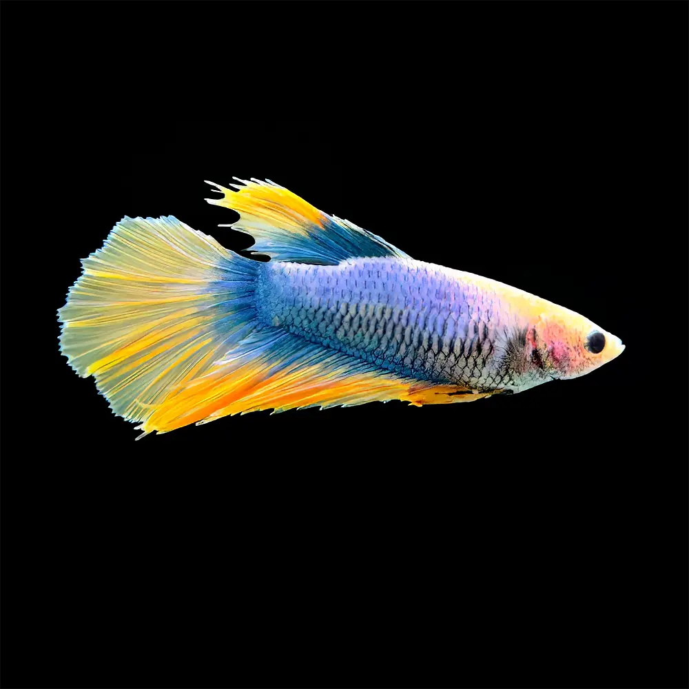Pez Betta 003 (fotografía real) - Tienda de Acuarios Online | NA