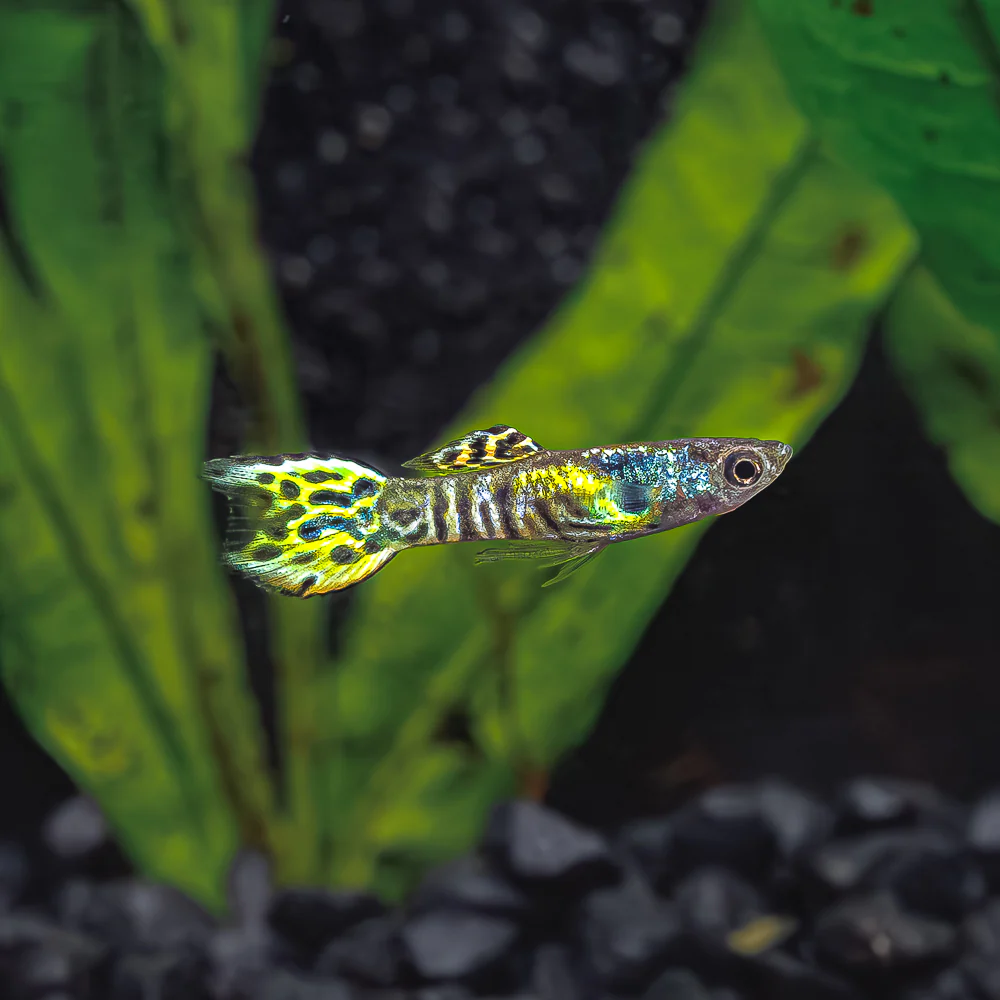 Guppy Neon Tiger | Lebistes reticulatus PAREJA