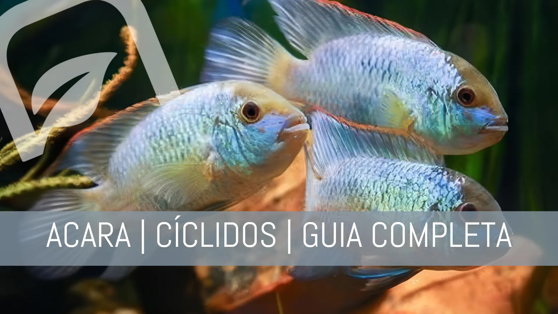 Acara azul eléctrico: guía de cuidados, cría, tamaño del acuario